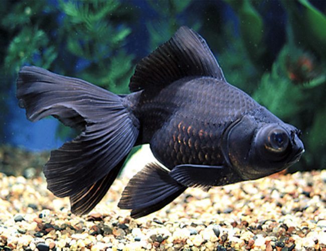 Black Moor Goldfish in South Africa - Fish First