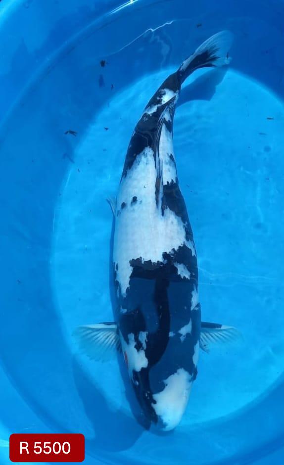Koi Fish South Africa - Top Quality Koi Fish Farm And Supplier.